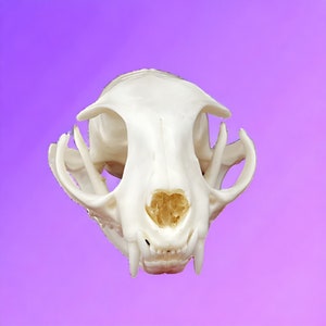 Real Bobcat Animal Skull, Animal Skeleton Head, Animal Skeleton Oddity ...