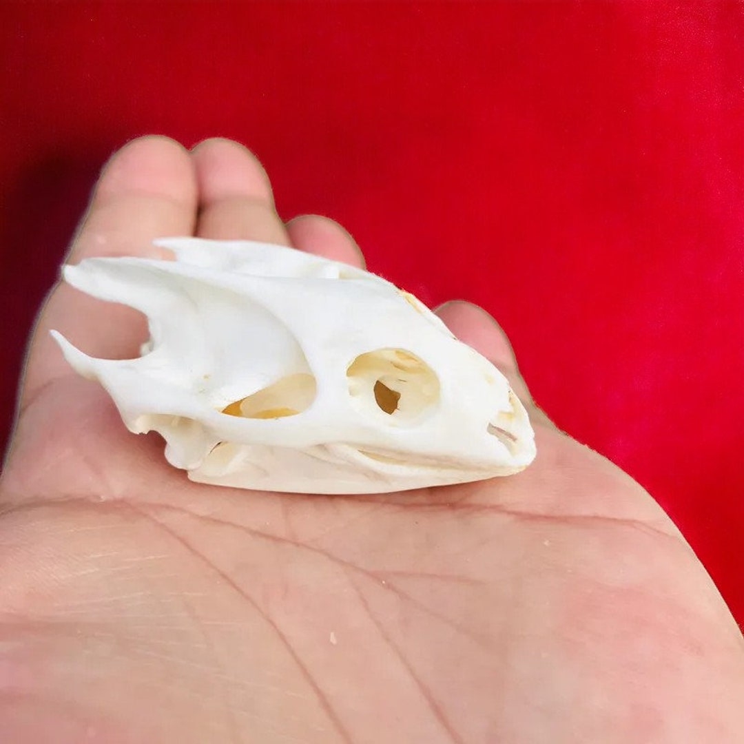 Turtle Real Taxidermy Skull, Animal Bones for Crafts, Skull Home Decor ...