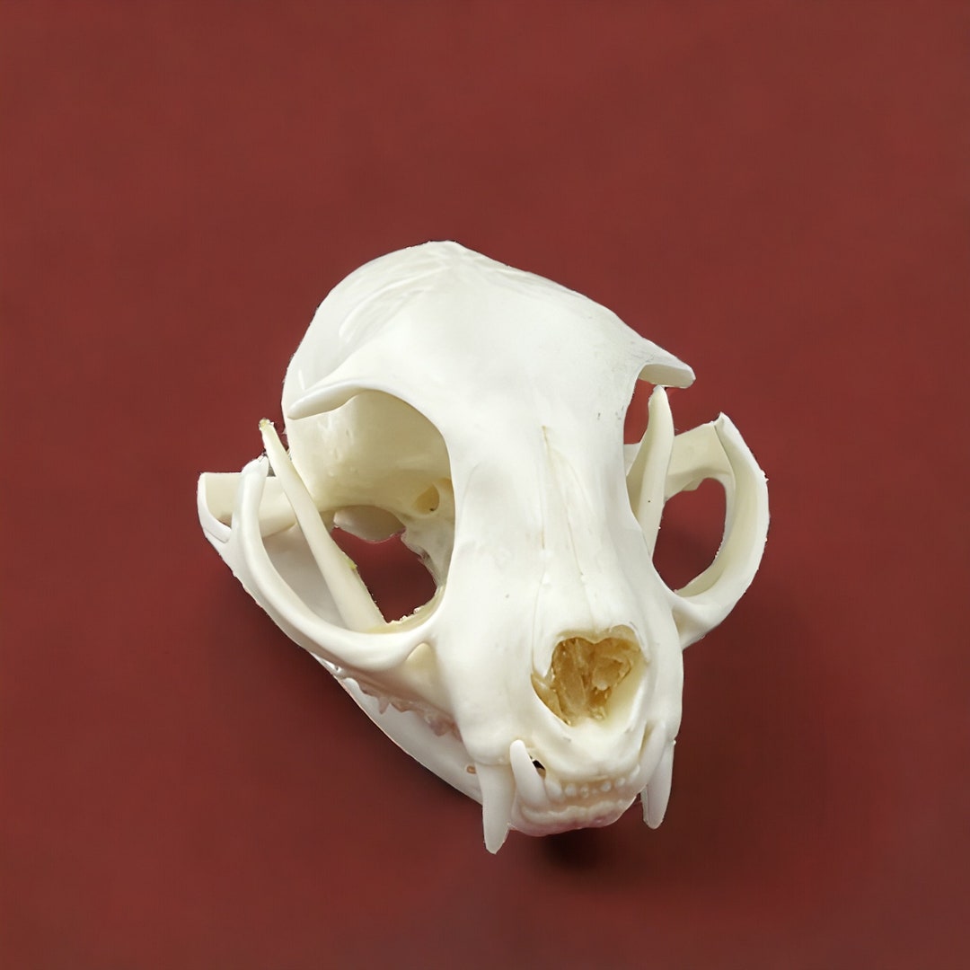 Bobcat Real Taxidermy Skull, Animal Bones for Crafts, Skeleton Head ...