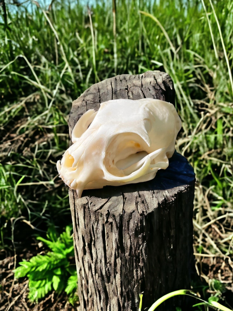 Bobcat Real Taxidermy Skull, Animal Bones for Crafts, Skull Home Decor ...