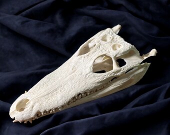 Alligator Real Taxidermy Skull, Animal Bones for Crafts, Home Decor ...
