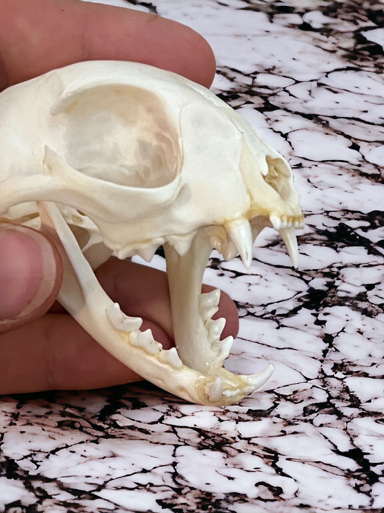 Real Bobcat Animal Skull, Vulture Skull Special Gifts Taxidermy ...