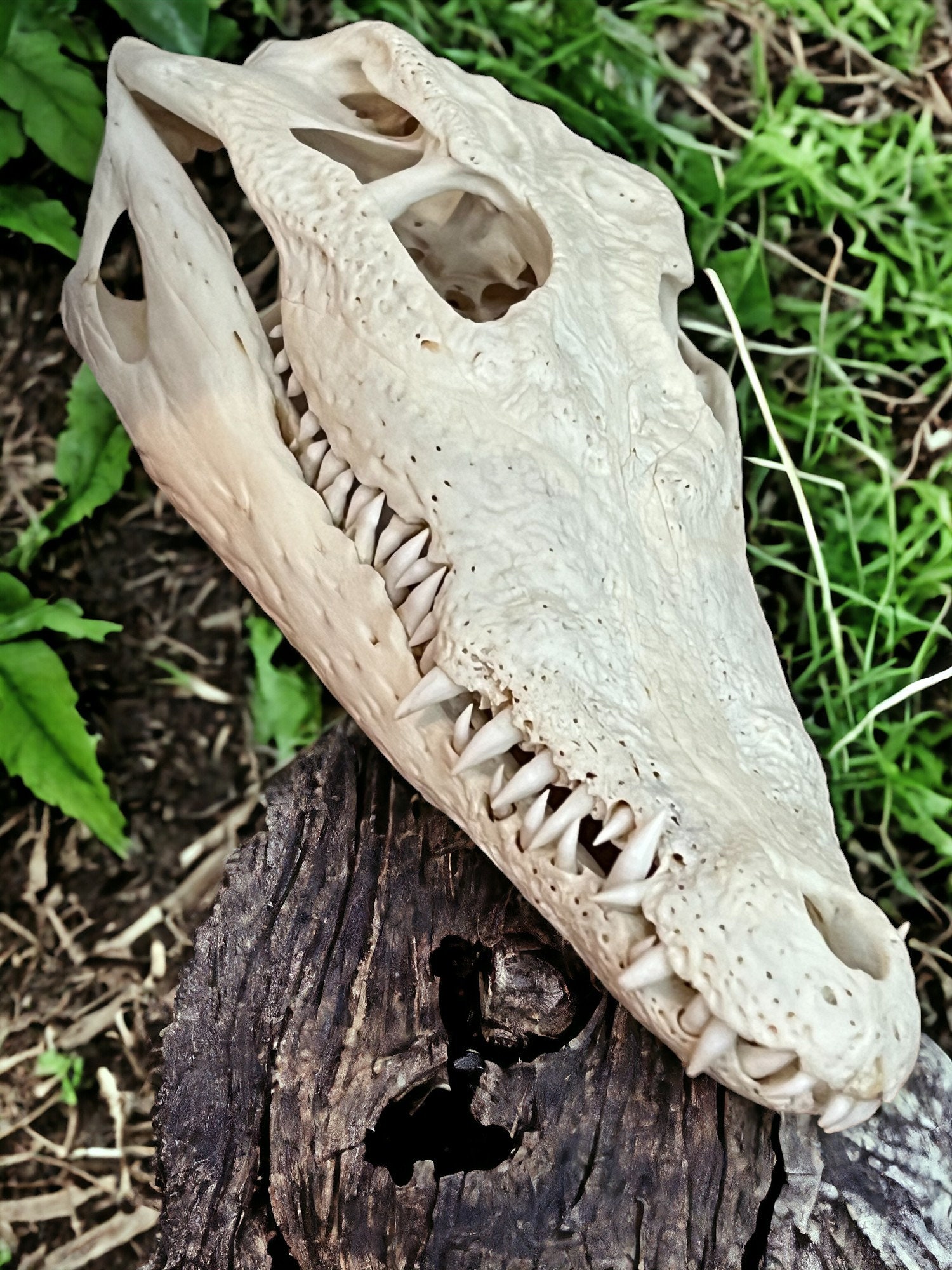 Alligator Real Taxidermy Skull, Animal Bones for Crafts, Home Decor ...