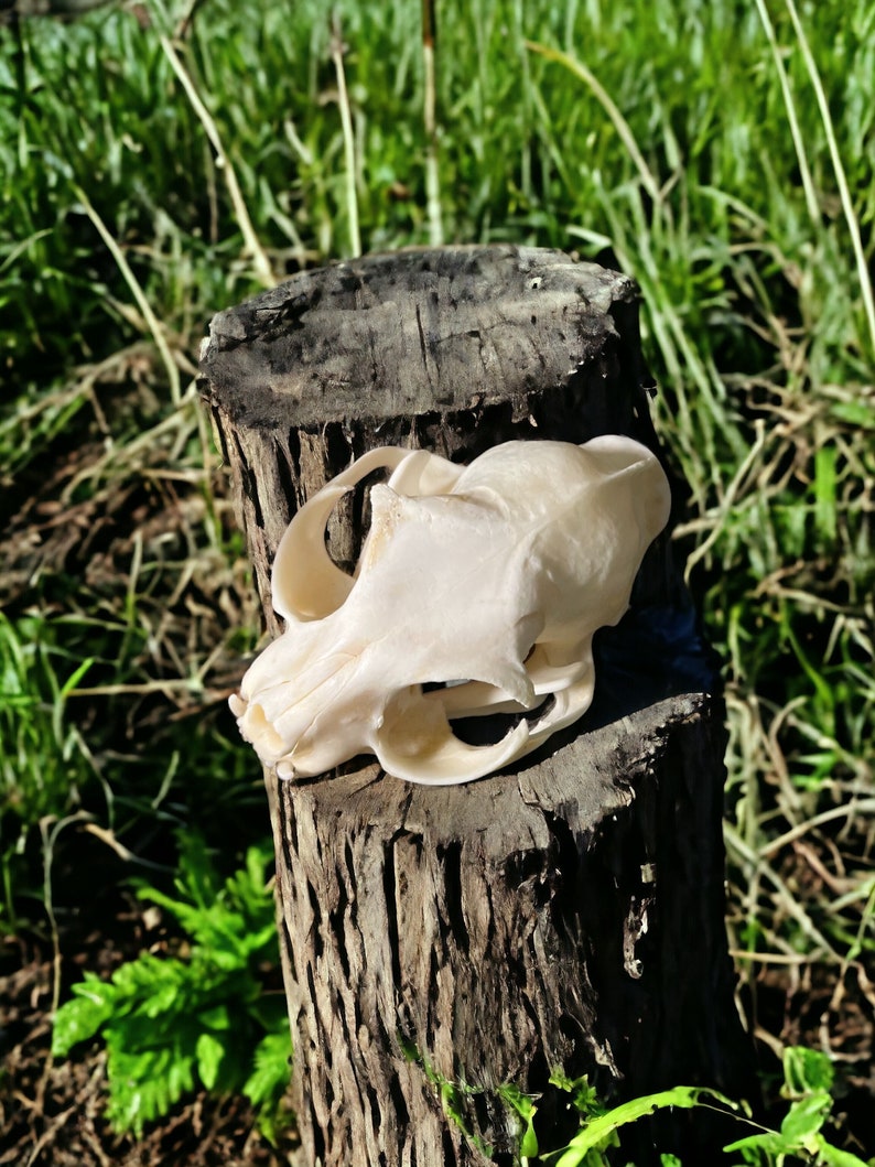 Bobcat Real Taxidermy Skull, Animal Bones for Crafts, Skull Home Decor ...