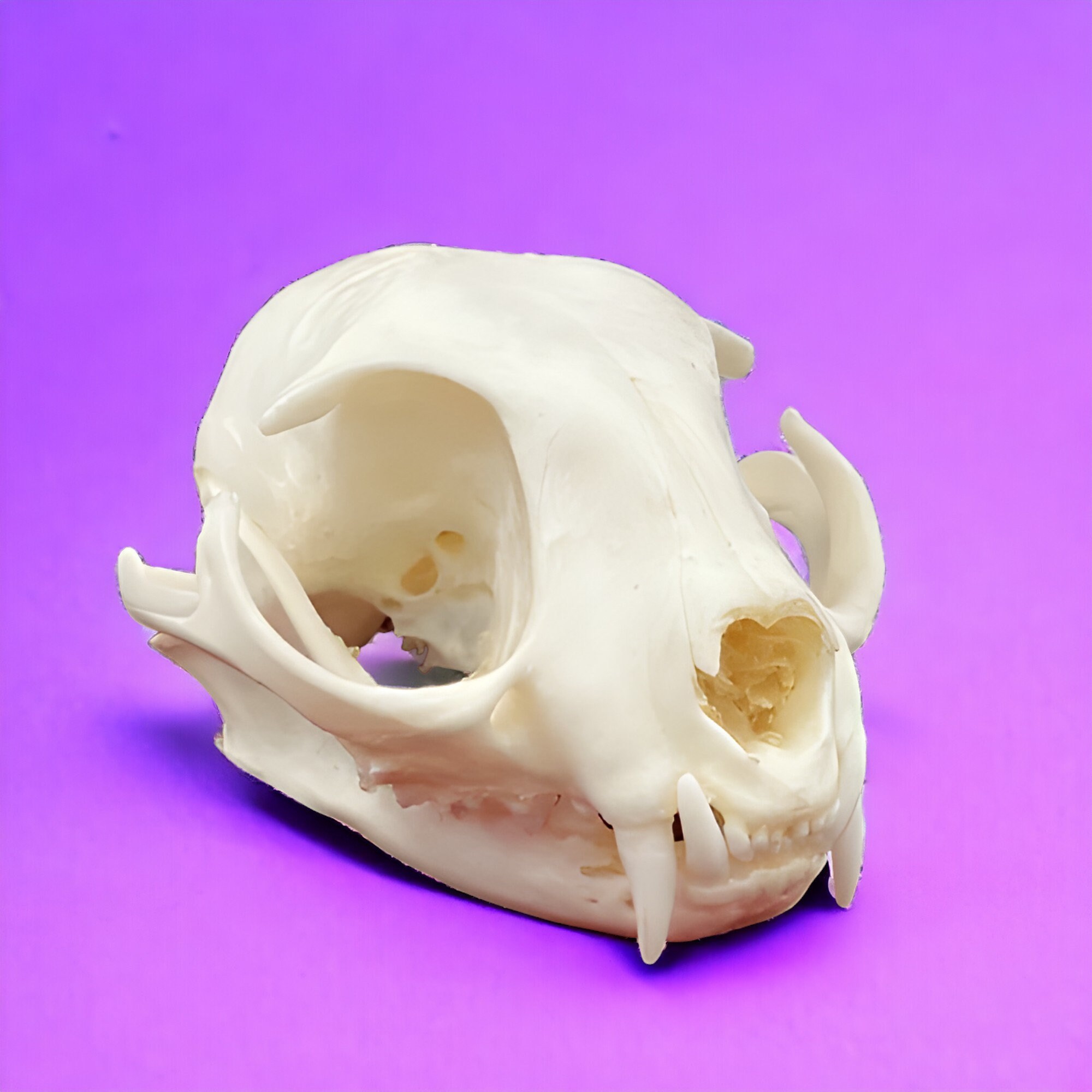 Real Bobcat Animal Skull, Animal Skeleton Head, Animal Skeleton Oddity ...