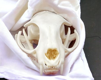 Real Bobcat Animal Skull, Animal Skeleton Head, Animal Skeleton Oddity ...