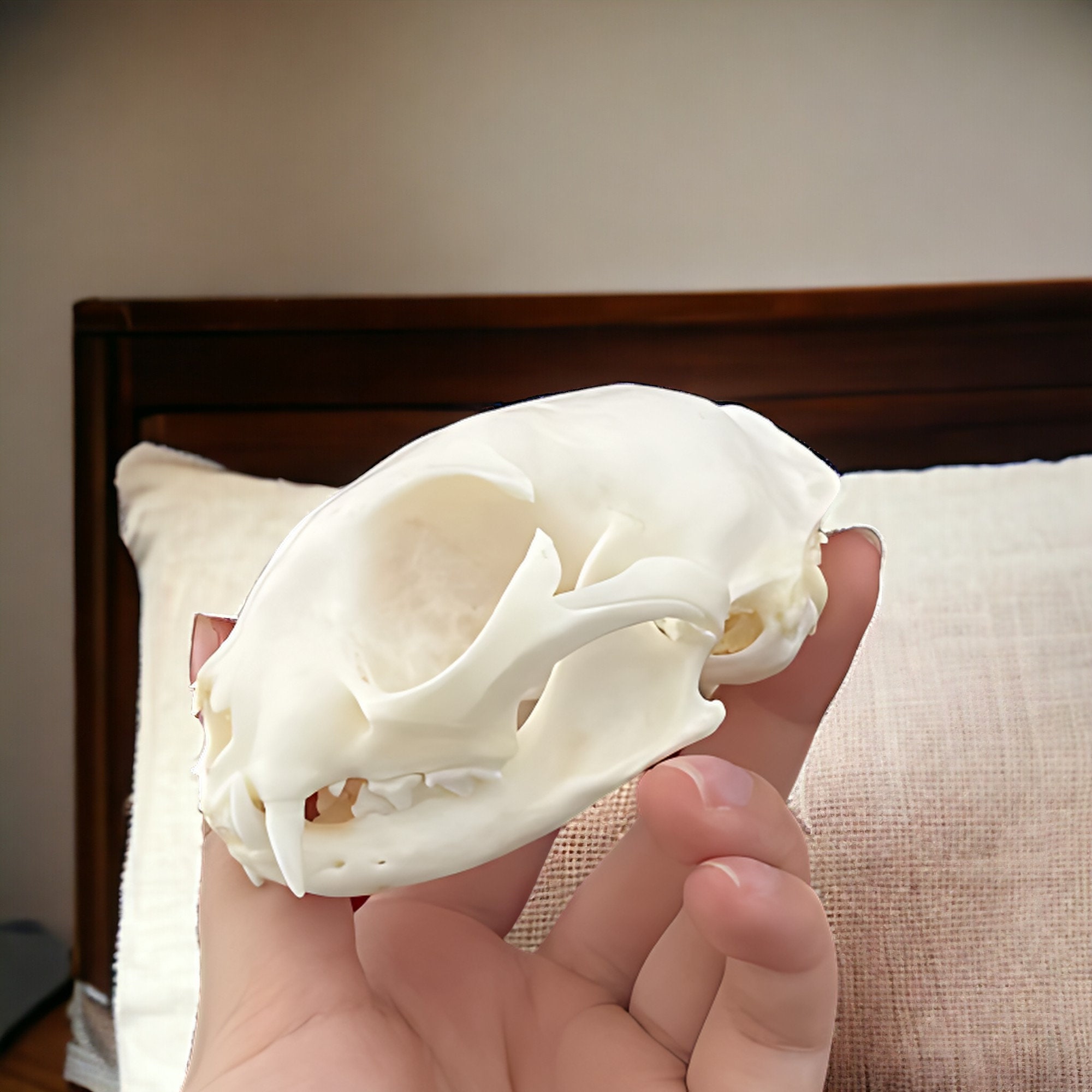 Bobcat Real Taxidermy Skull, Animal Bones for Crafts, Skull Home Decor ...