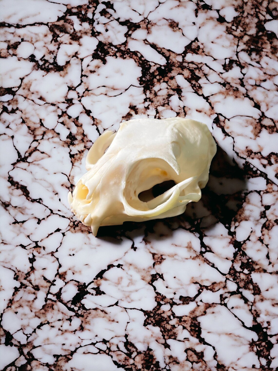 Real Bobcat Animal Skull, Vulture Skull Special Gifts Taxidermy ...