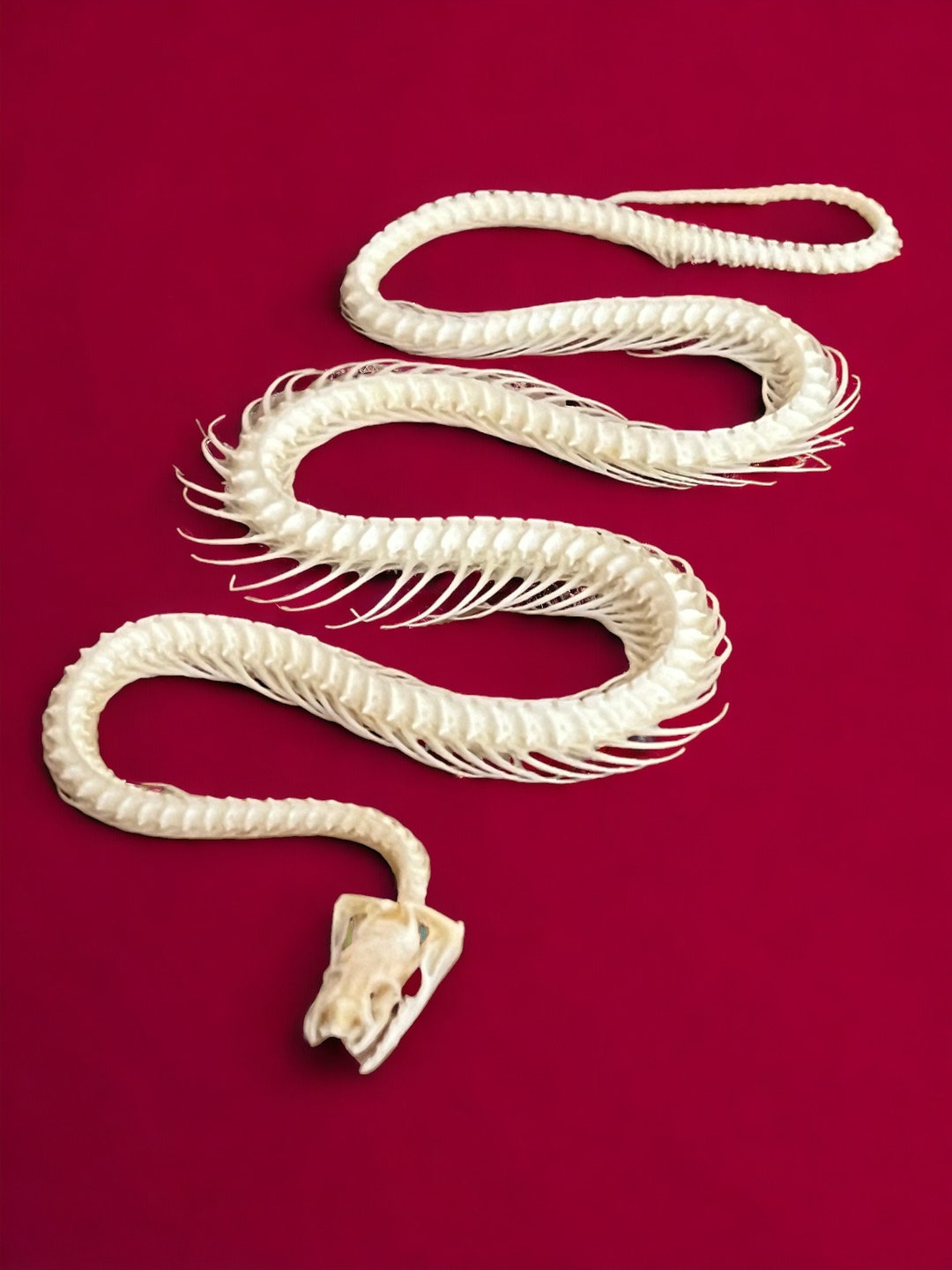 Snake Real Taxidermy Skull, Animal Bones for Crafts, Skeleton Head ...