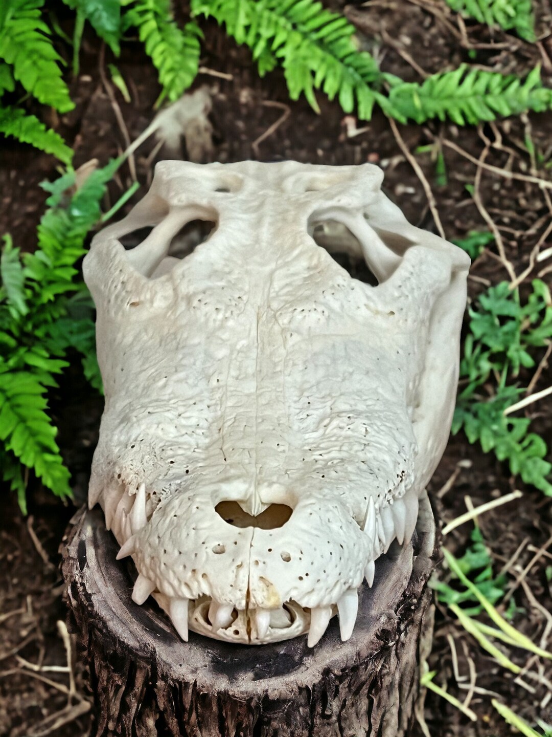 Alligator Real Taxidermy Skull, Animal Bones for Crafts, Home Decor ...