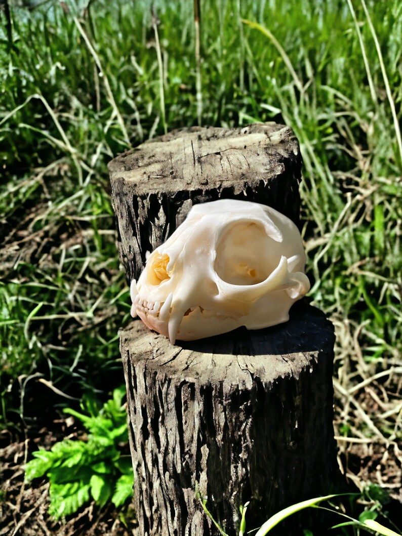 Bobcat Real Taxidermy Skull, Animal Bones for Crafts, Skull Home Decor ...