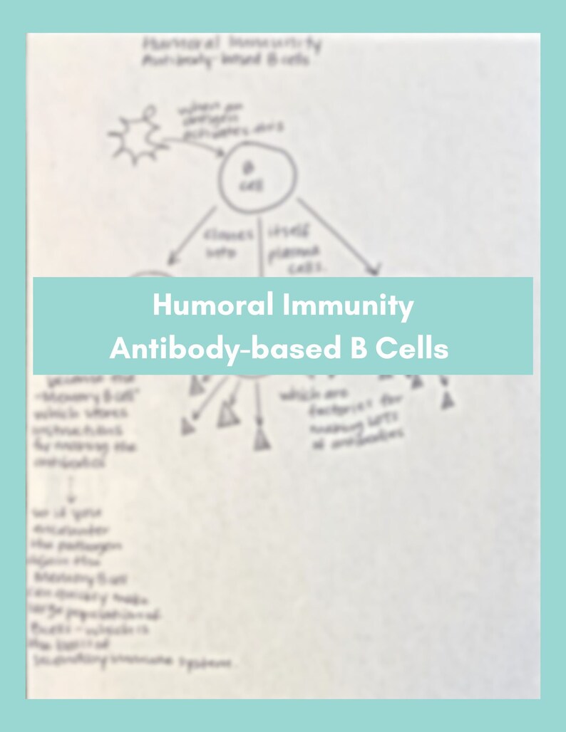 Humoral Immunity Diagram - Etsy