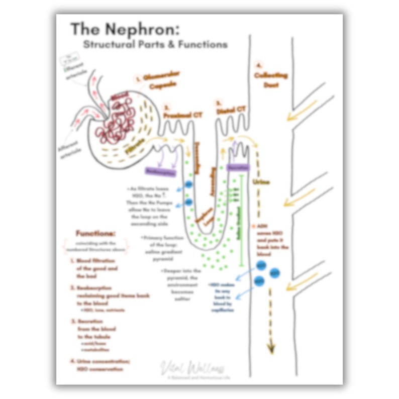 The Nephron: Structural Parts and Functions - Etsy
