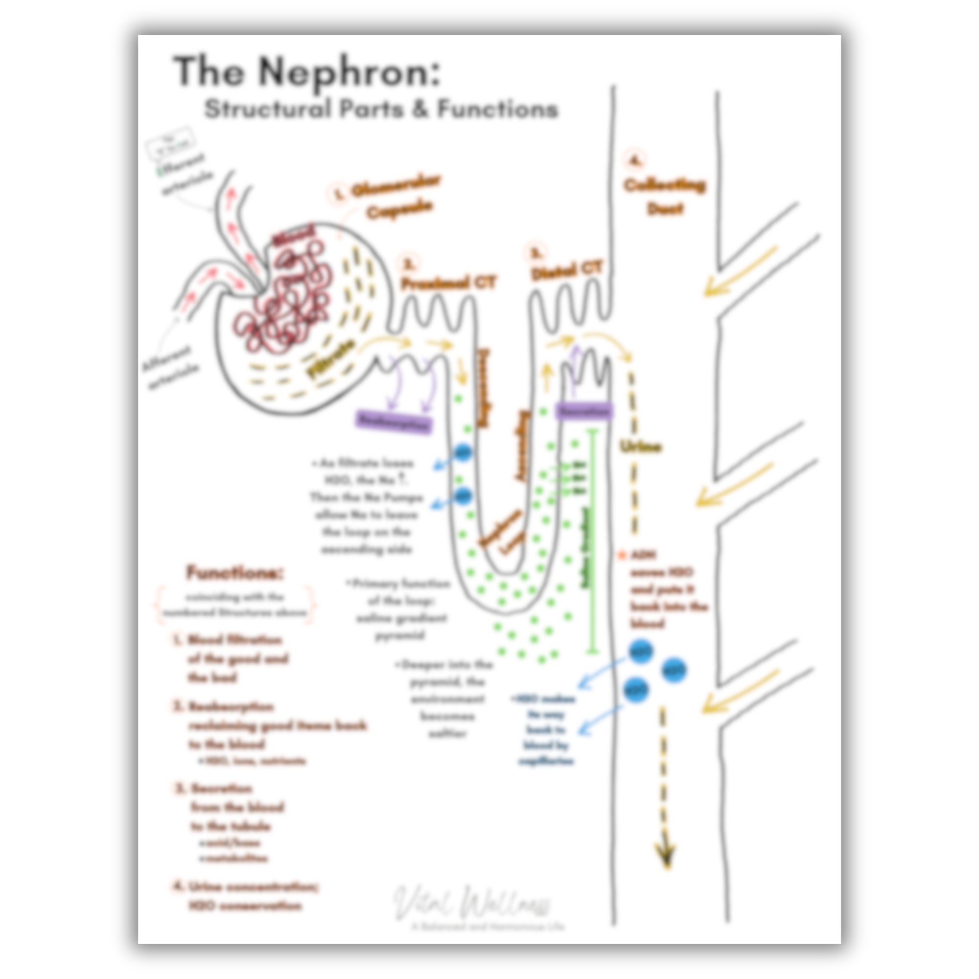 The Nephron: Structural Parts and Functions - Etsy