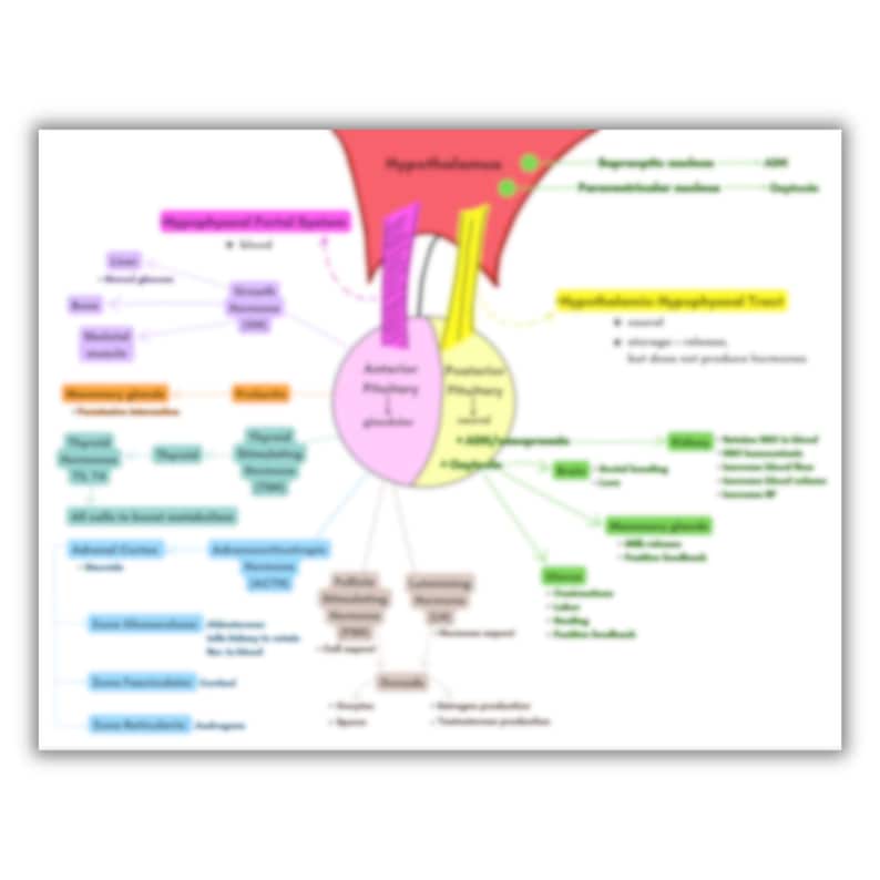 Endocrine Hormones Flow Chart + Practice Sheet - Etsy