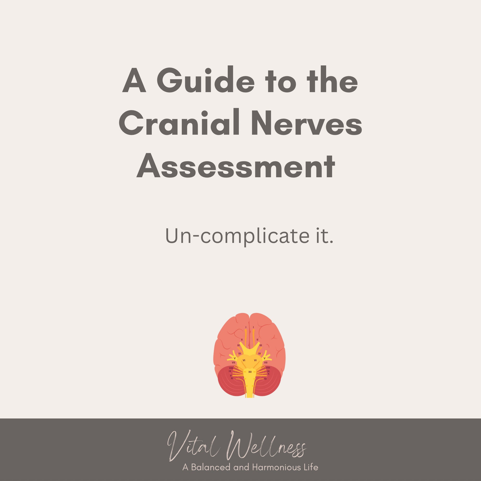 A Guide to the Cranial Nerves Assessment - Etsy