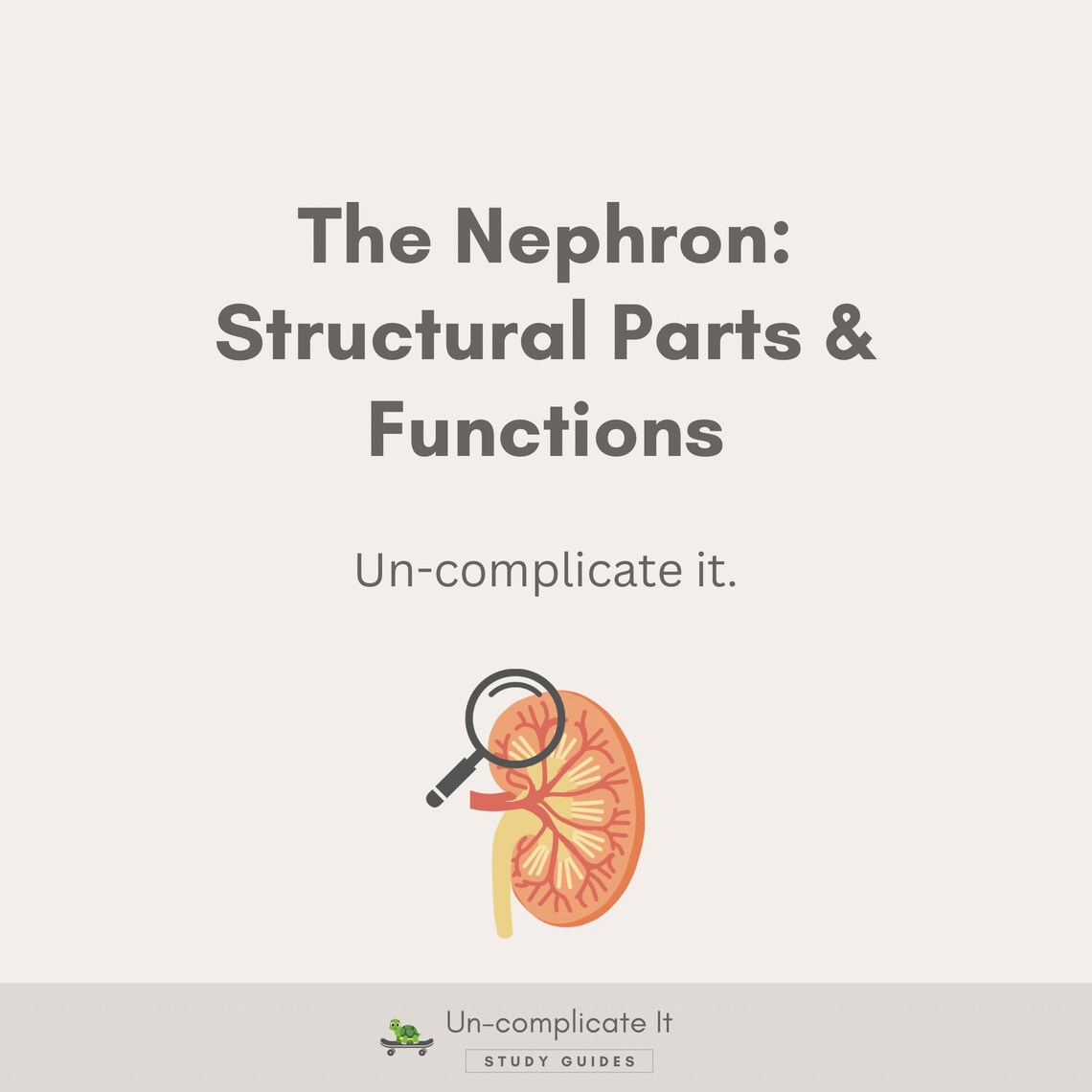 The Nephron: Structural Parts and Functions - Etsy