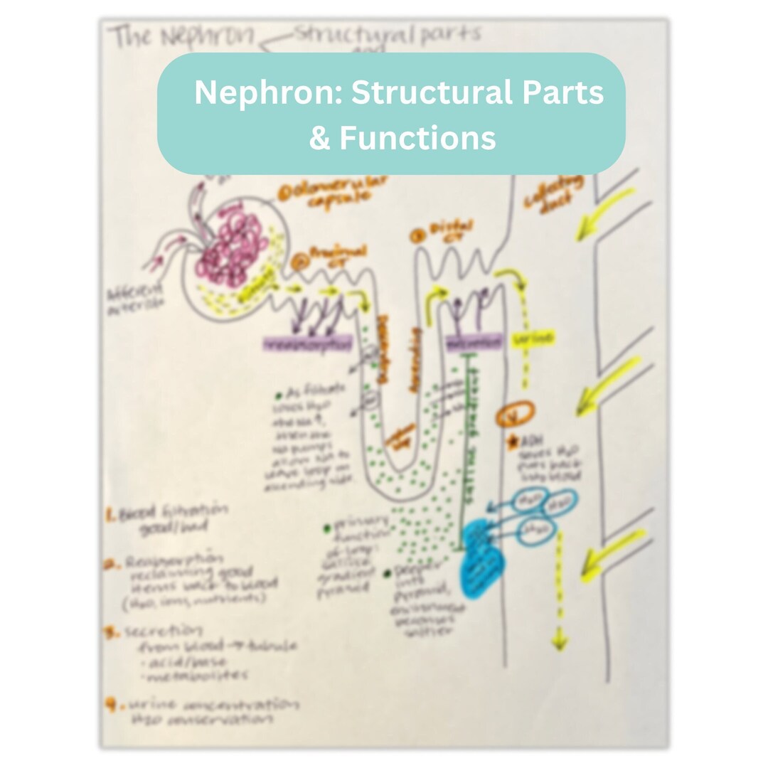 The Nephron: Structural Parts and Functions - Etsy