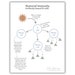 Humoral Immunity Diagram - Etsy