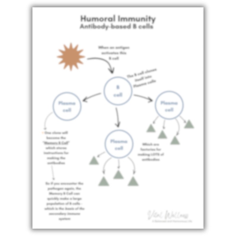 Humoral Immunity Diagram - Etsy