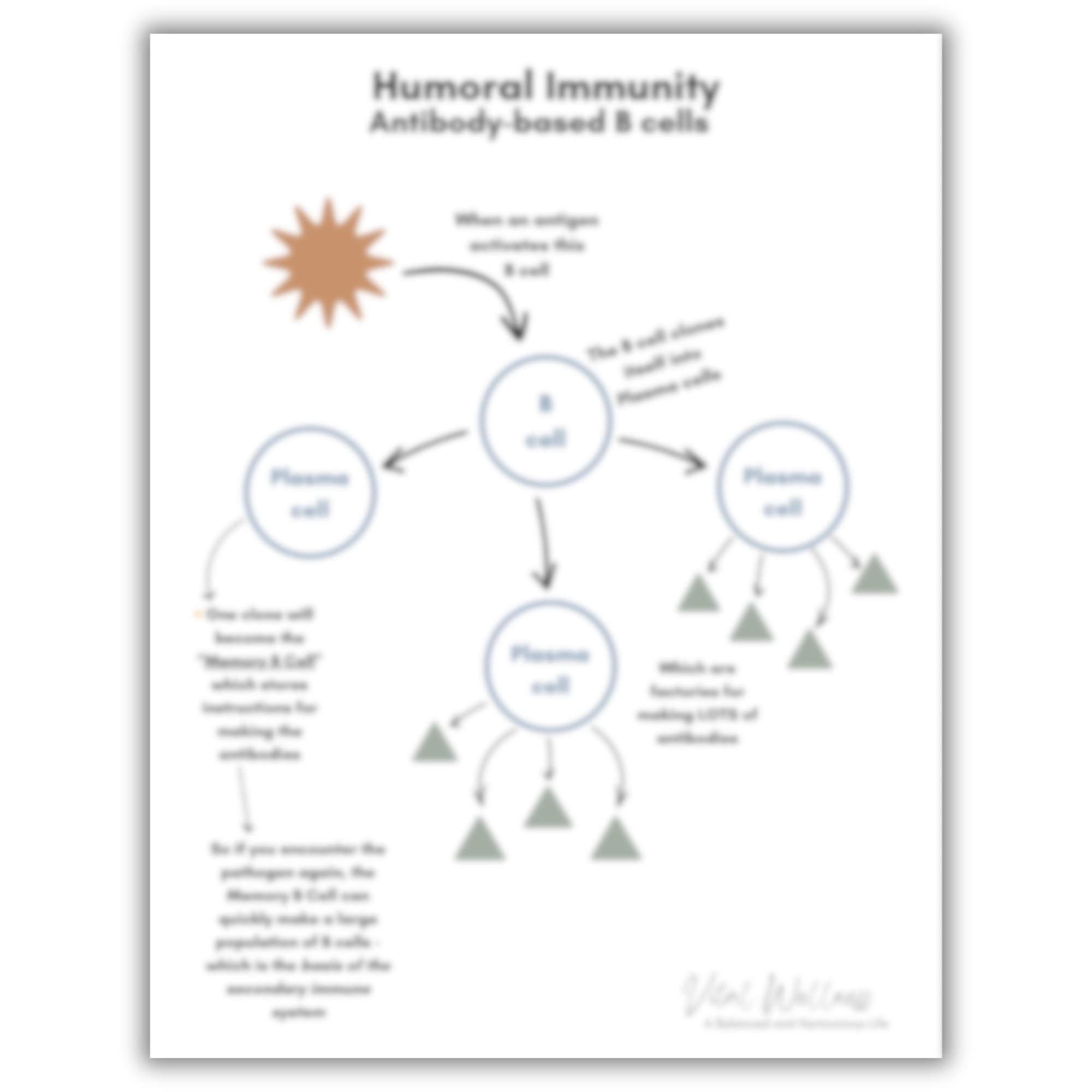 Humoral Immunity Diagram - Etsy