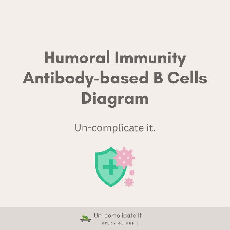 Humoral Immunity Diagram - Etsy
