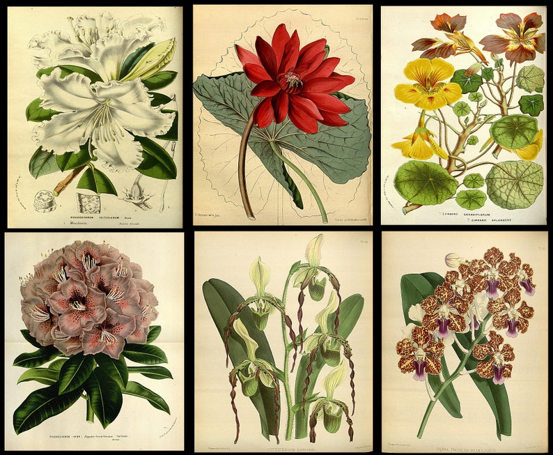 2600 Vintage Botanical & Botany Illustrations, Plant Artwork ...