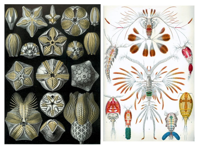 ERNST HAECKEL COLLECTION - 100 Illustrations - Art Forms in Nature ...