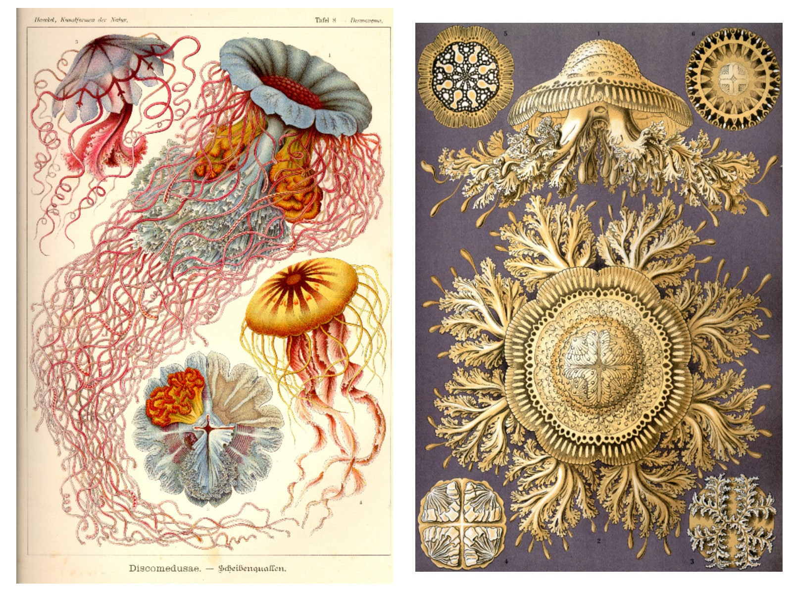 ERNST HAECKEL COLLECTION - 100 Illustrations - Art Forms in Nature ...