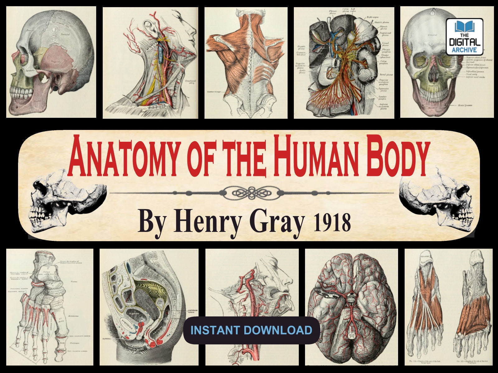 Anatomy of the Human Body by Henry Gray 1918 Medical Practitioner ...
