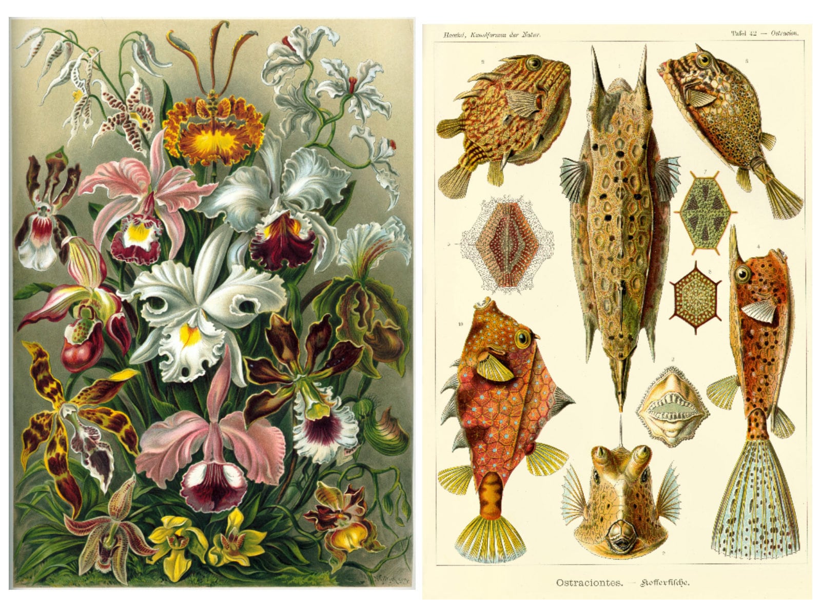 ERNST HAECKEL COLLECTION - 100 Illustrations - Art Forms in Nature ...