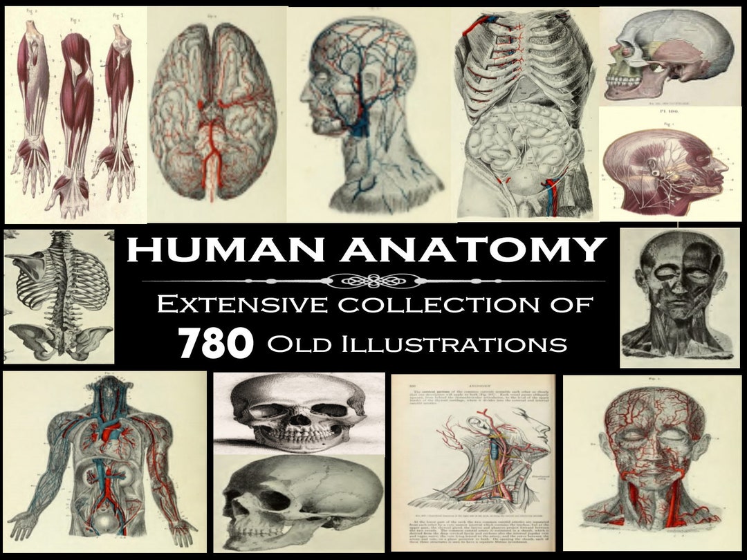 ANATOMY ILLUSTRATIONS COLLECTION - 780 Rare Medical Vintage Images ...