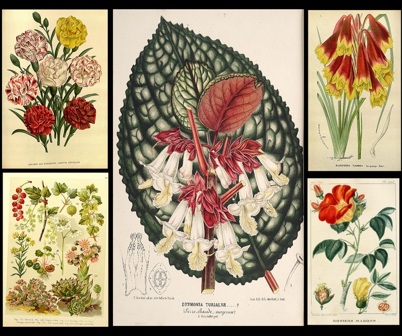 2600 BOTANY IMAGES, Vintage, Plant, Flower Illustrations, Botanical ...