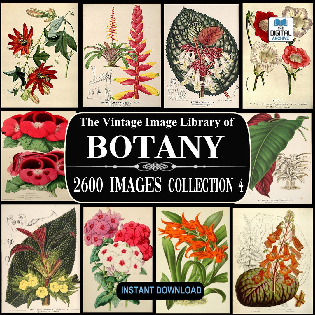 2600 BOTANY IMAGES, Vintage, Plant, Flower Illustrations, Botanical ...