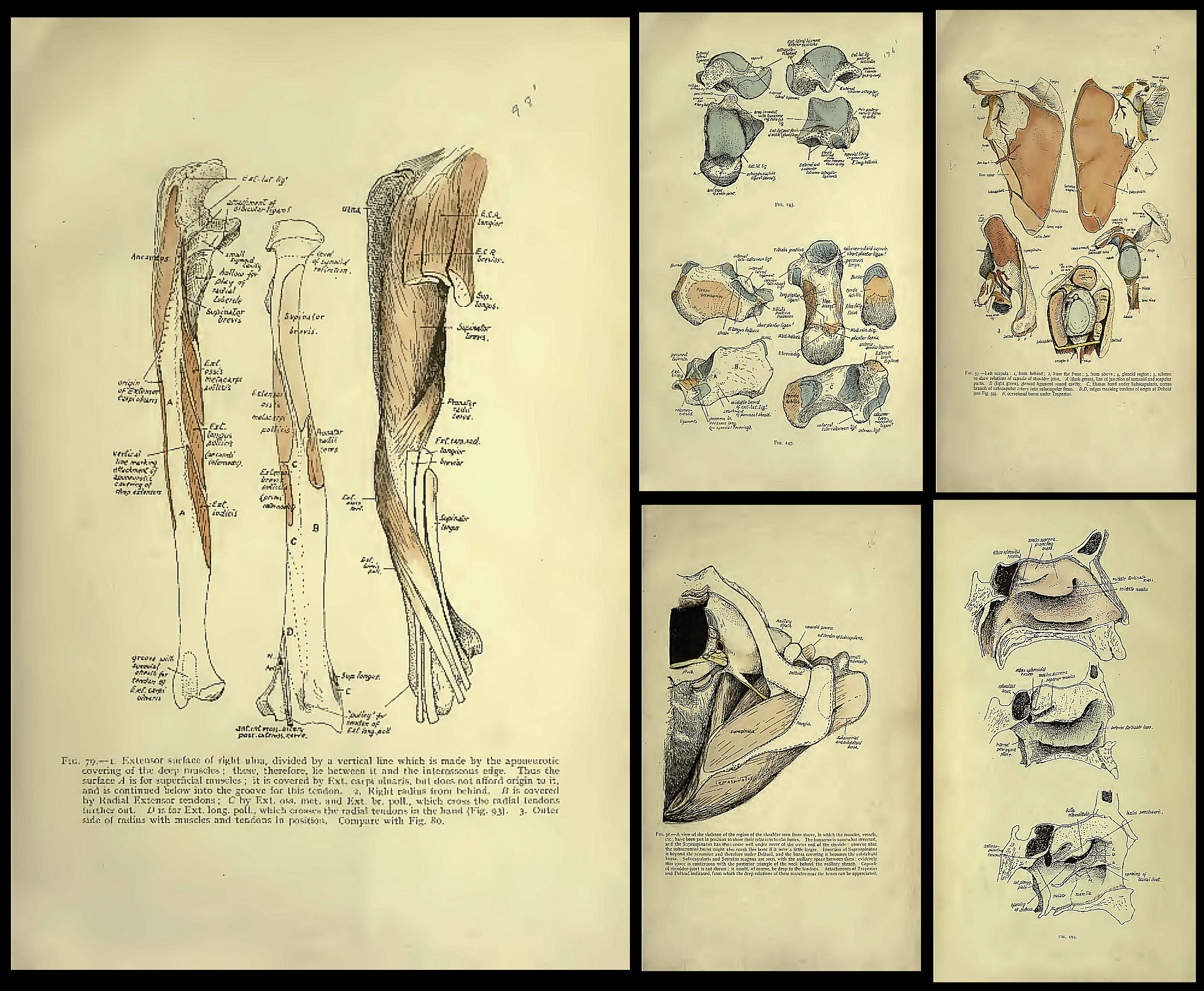 140 PATHOLOGY BOOKS, Post-mortem Examination, Autopsy, Dissection ...