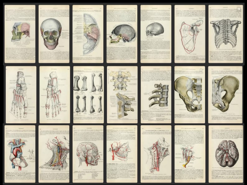 ANATOMY ILLUSTRATIONS COLLECTION - 780 Rare Medical Vintage Images ...