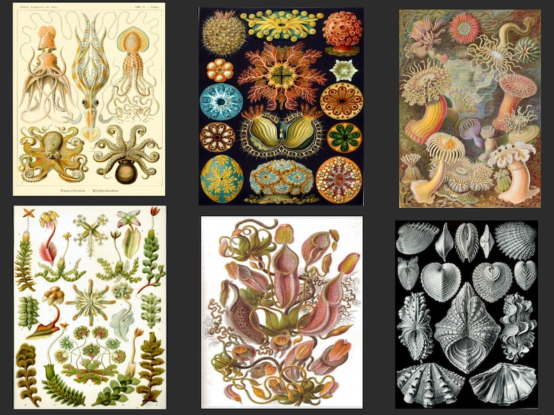 ERNST HAECKEL COLLECTION - 100 Illustrations - Art Forms in Nature ...