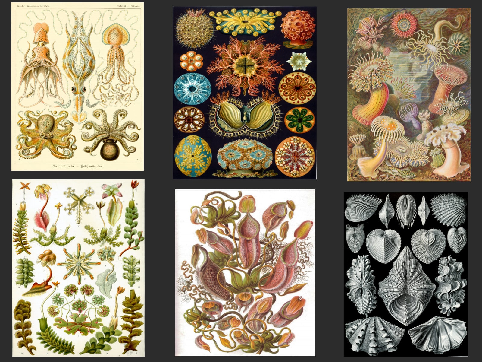 ERNST HAECKEL COLLECTION - 100 Illustrations - Art Forms in Nature ...