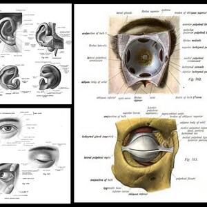 280 MEDICAL BOOKS - Anatomy, Surgery, Pathology, Medicine, Rare/out-of ...