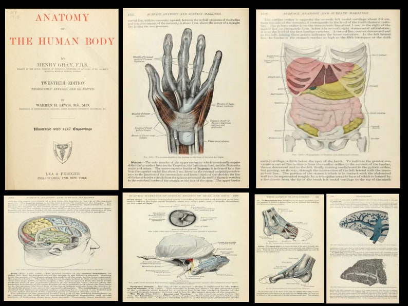 25 Old Medical Books – Illustrated Anatomy, Surgery, Medicine, Rare ...