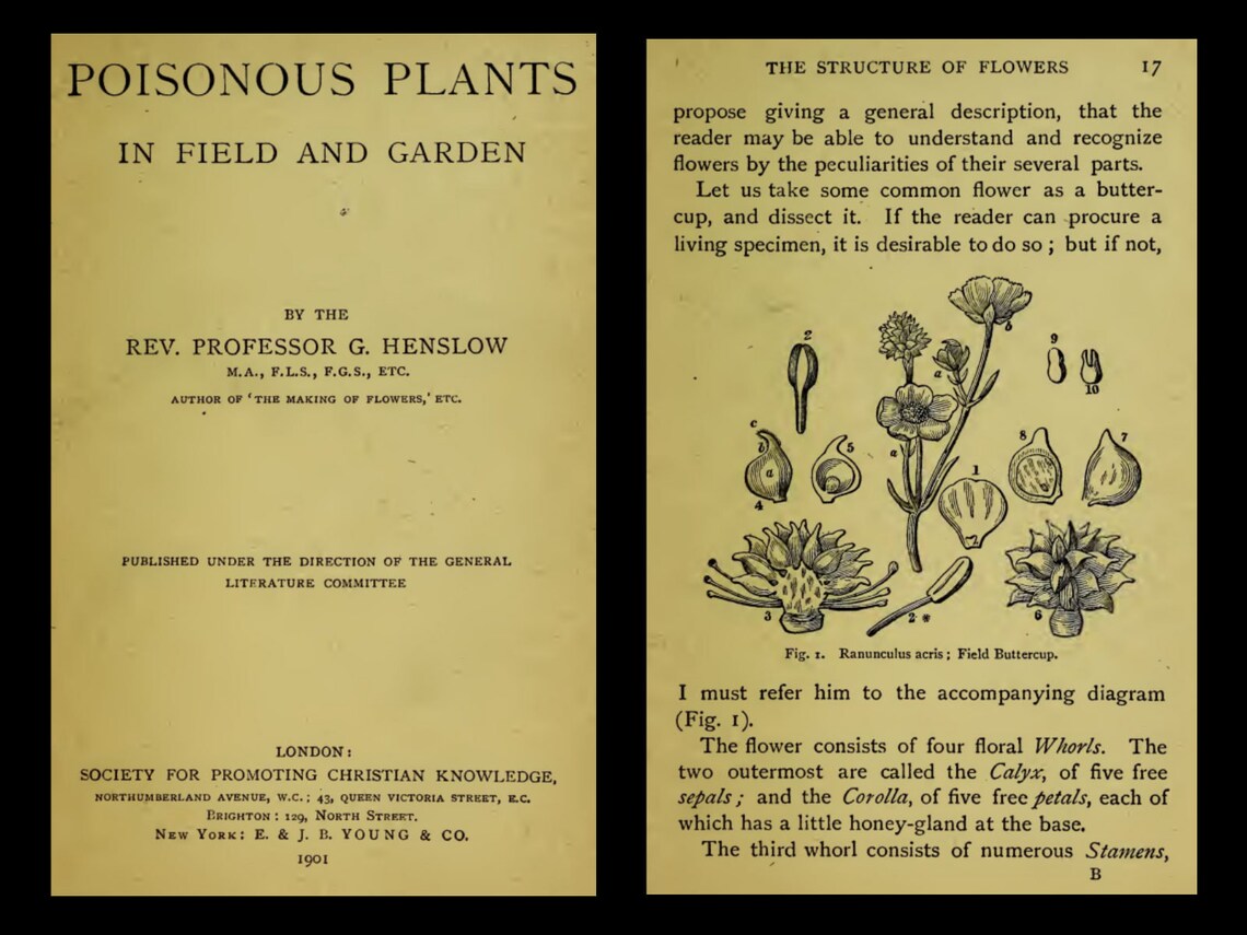 POISONOUS PLANTS 40 Old Books Medical Botany, Toxic, Noxious, Deadly ...