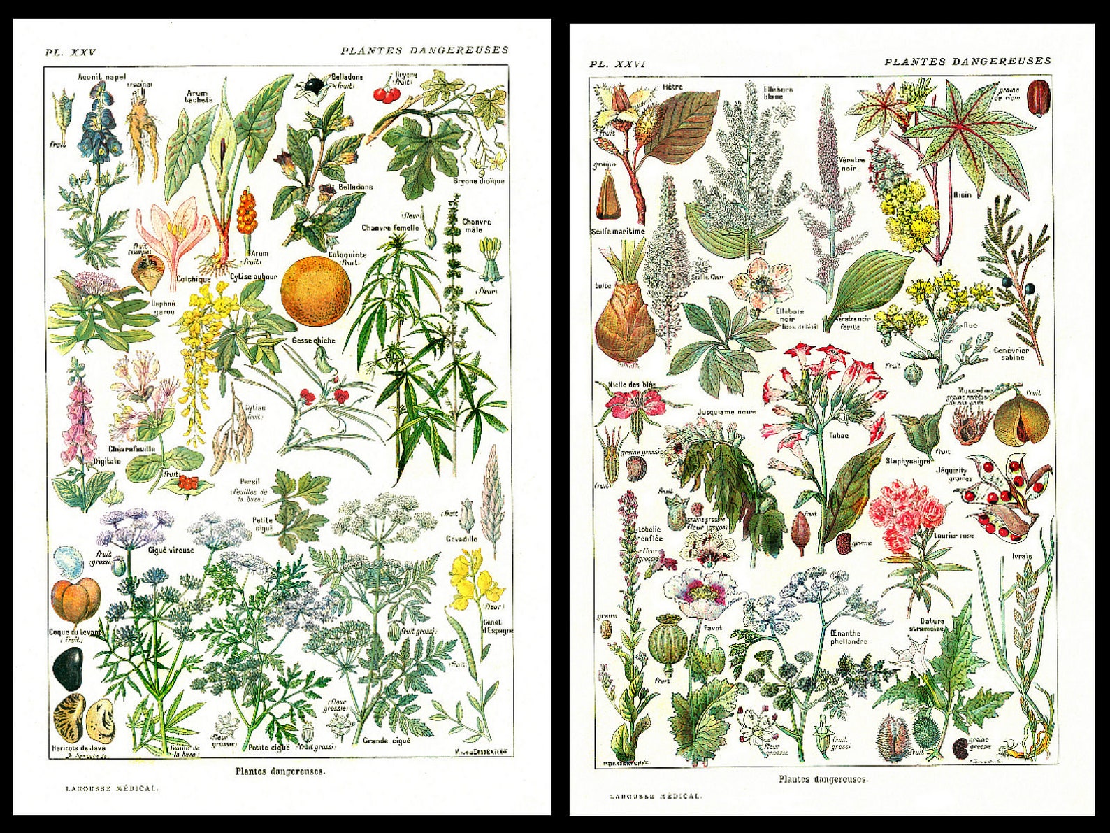 POISONOUS PLANTS - 115 Rare Books - Medical Botany, Toxic, Noxious ...