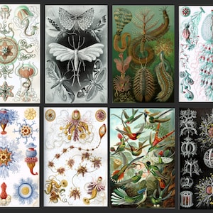ERNST HAECKEL COLLECTION - 100 Illustrations - Art Forms in Nature ...