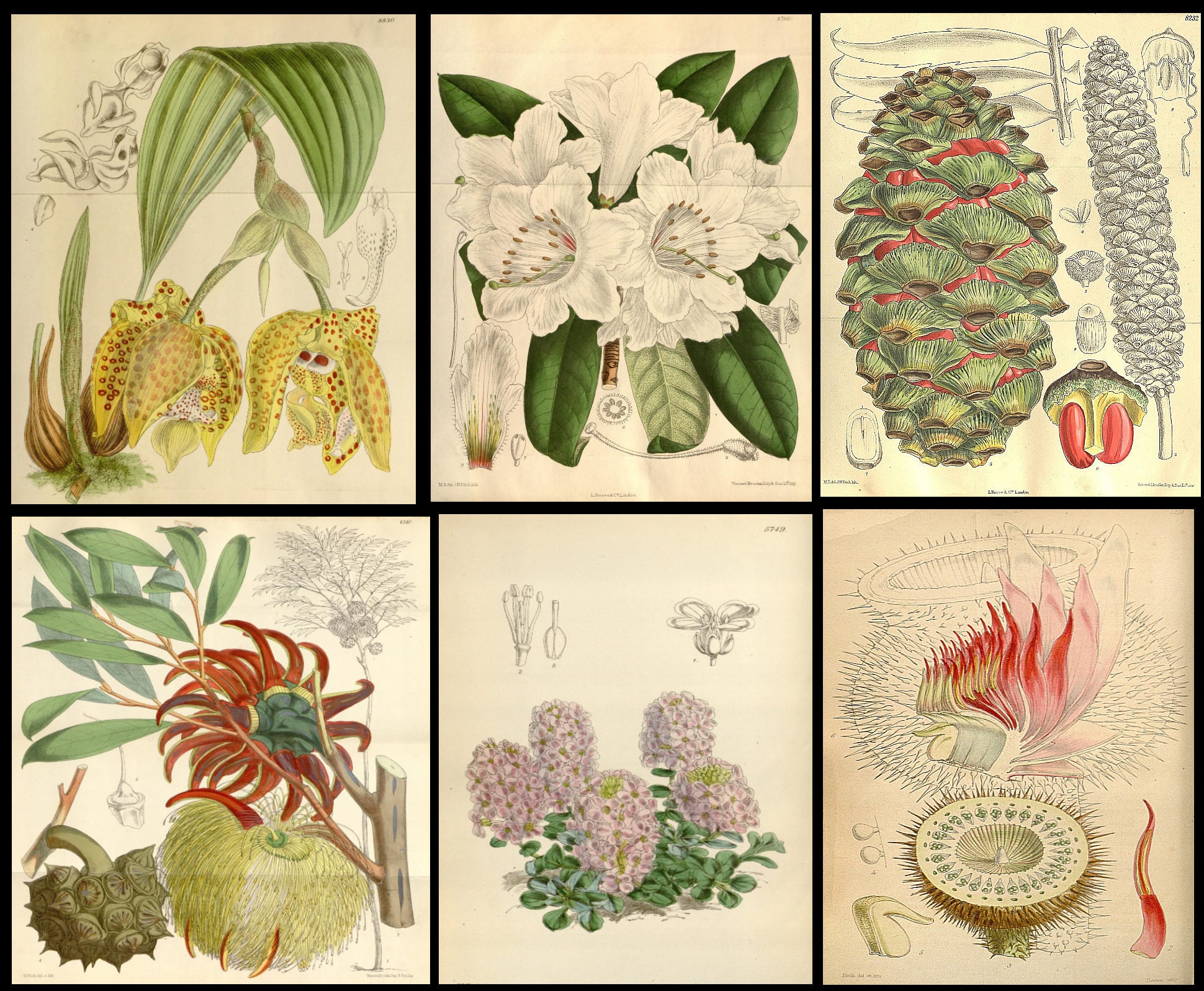 2600 BOTANY IMAGES, Vintage, Plant, Flower Illustrations, Art ...
