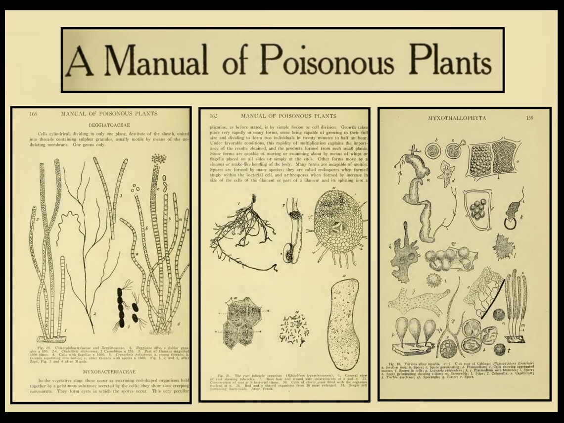POISONOUS PLANTS 40 Old Books Medical Botany, Toxic, Noxious, Deadly ...