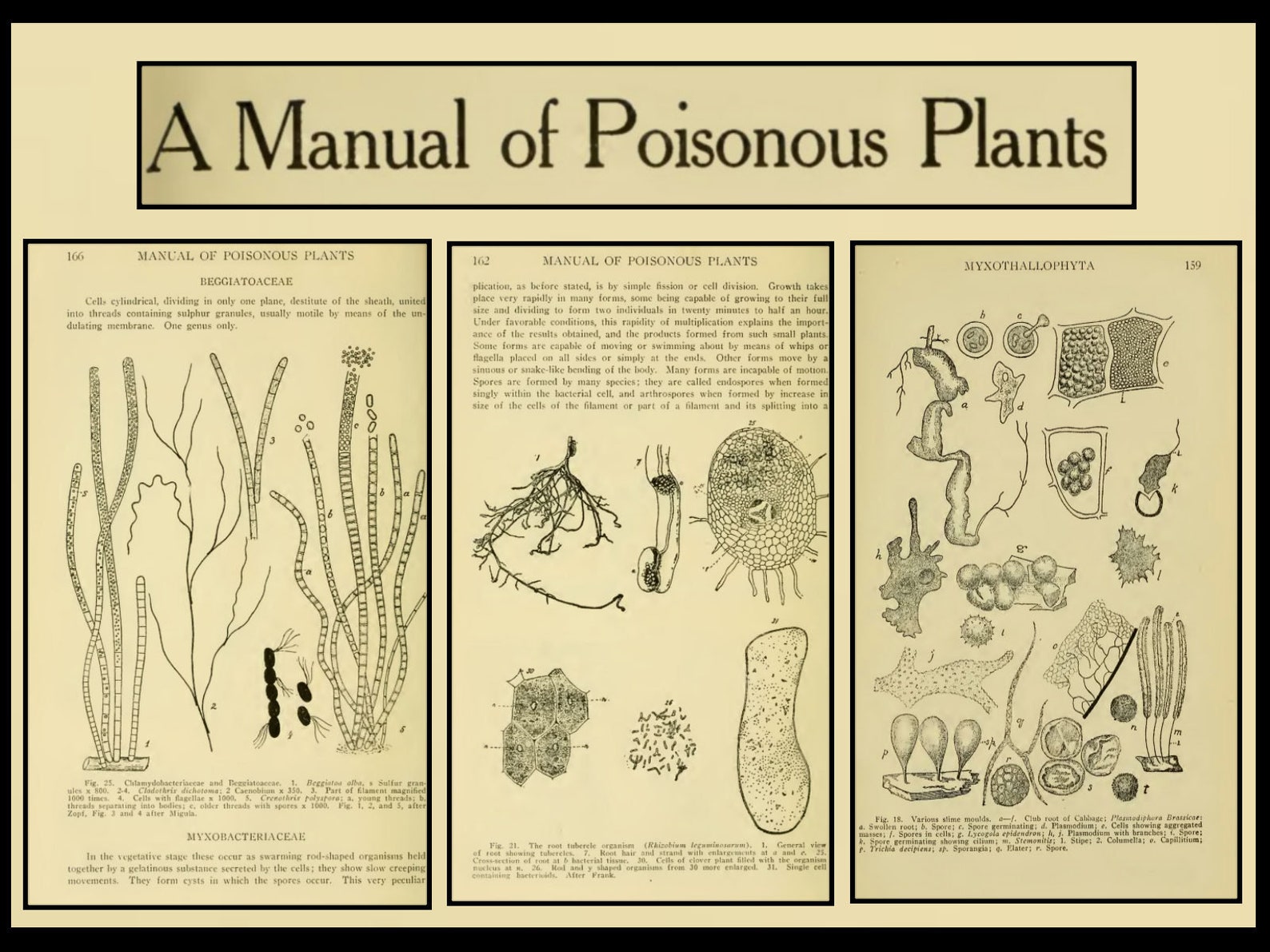 POISONOUS PLANTS - 115 Rare Books - Medical Botany, Toxic, Noxious ...