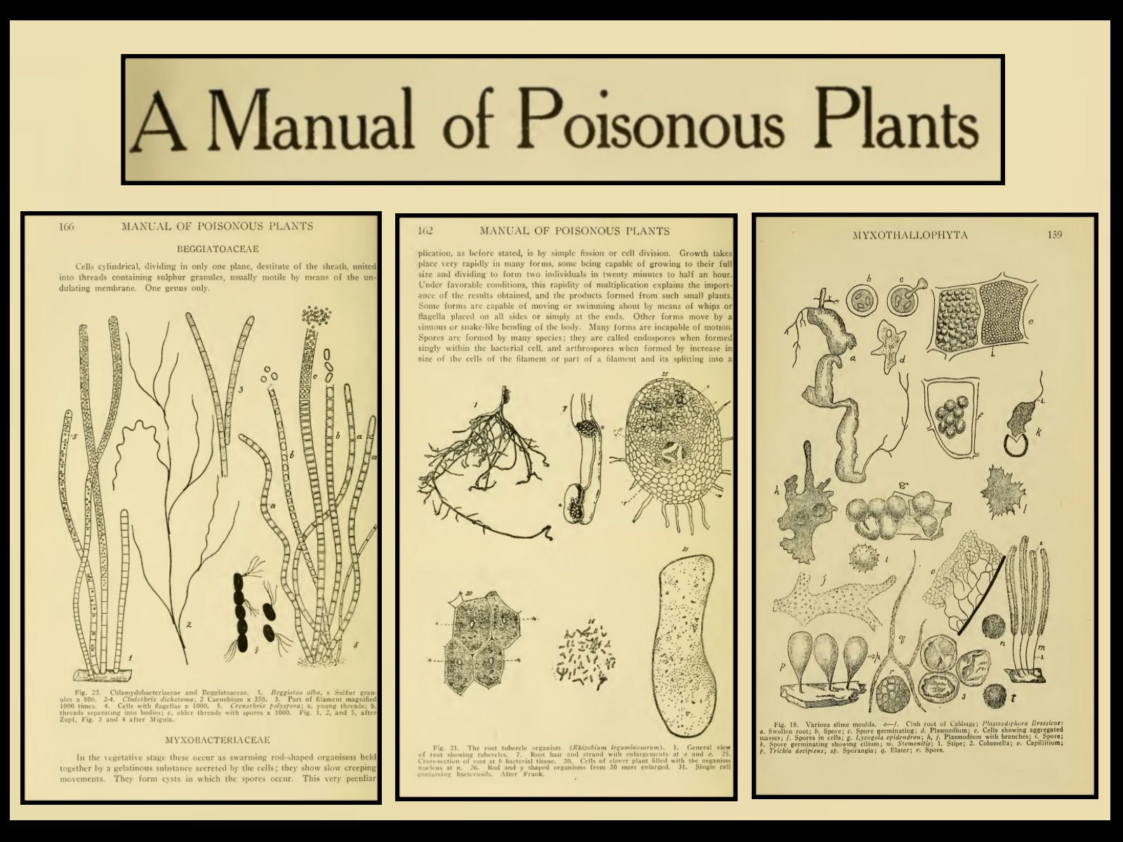 POISONOUS PLANTS - 115 Rare Books - Medical Botany, Toxic, Noxious ...