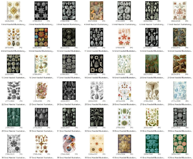 ERNST HAECKEL COLLECTION - 100 Illustrations - Art Forms in Nature ...