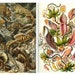 ERNST HAECKEL COLLECTION 100 Illustrations Art Forms in Nature ...