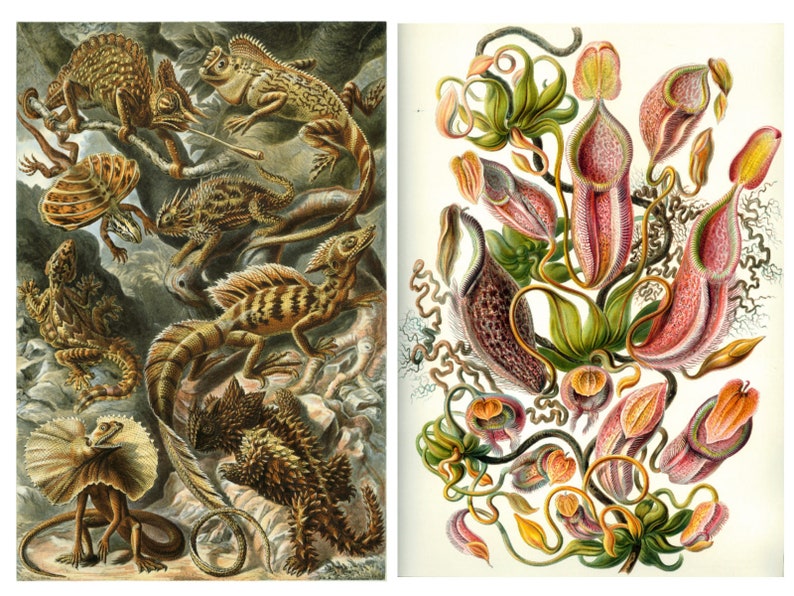 ERNST HAECKEL COLLECTION - 100 Illustrations - Art Forms in Nature ...